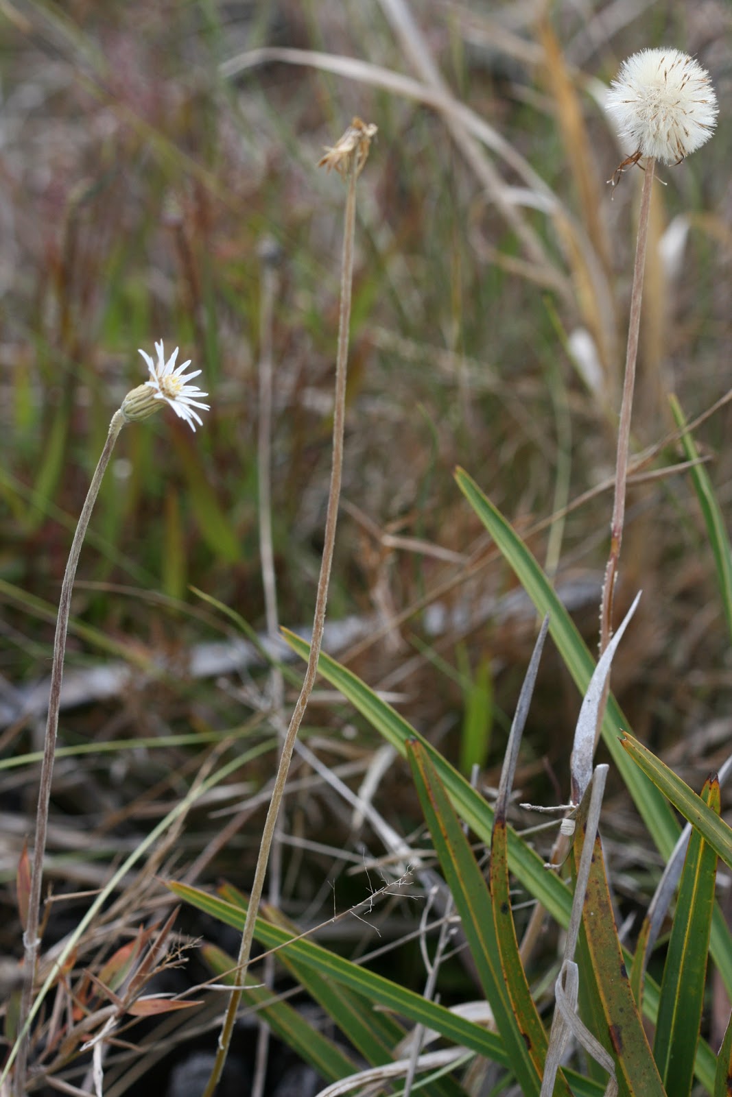 Native Florida Wildflowers: August 2011