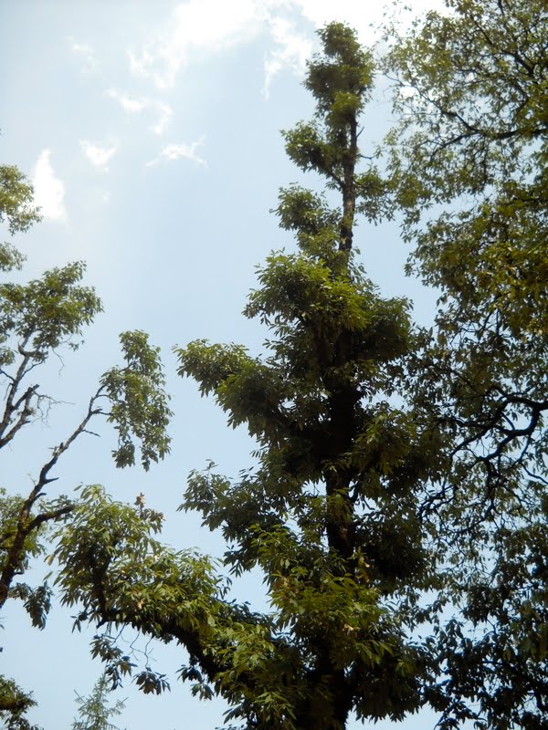 Chai Chats with the Eichers: Trees of Landour, Mussoorie