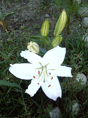 COLTUL CU FLORI: Crinul