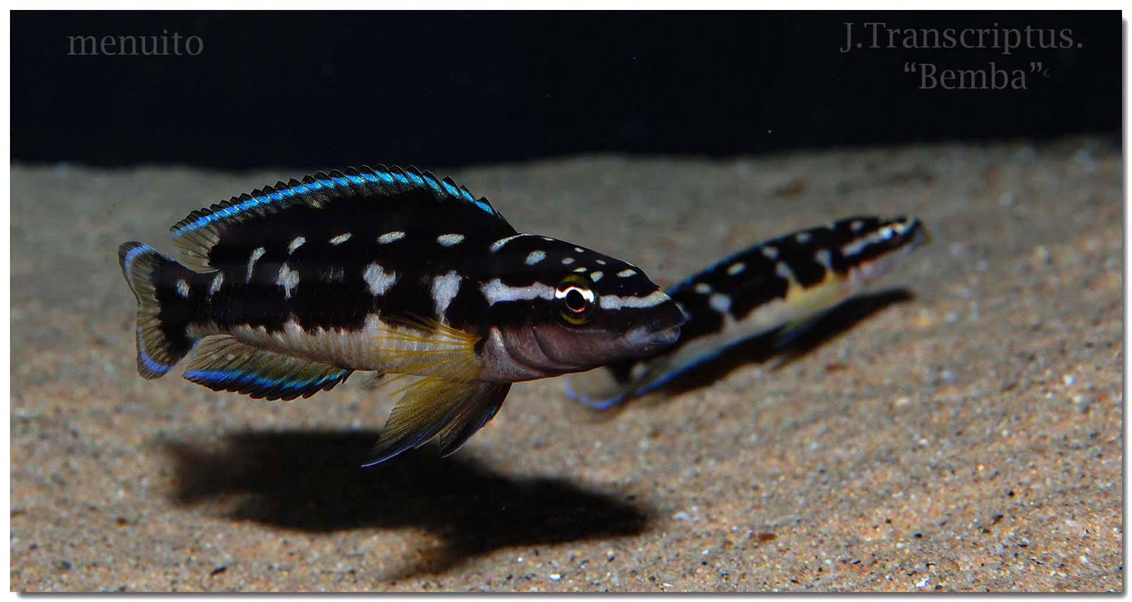 Lake Tanganyika: Julidochromis Transcriptus "Bemba"