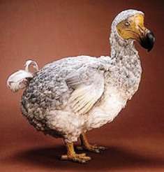 O que é o pássaro dodô?