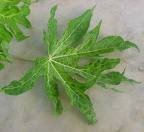 ylè de oyá egbale ase alaketu: A ESENCIA DO ORIXAS