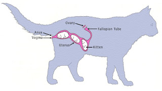 Kunamon Exotic & Persian - Bicolours & Tabbies: Anatomi Kucing