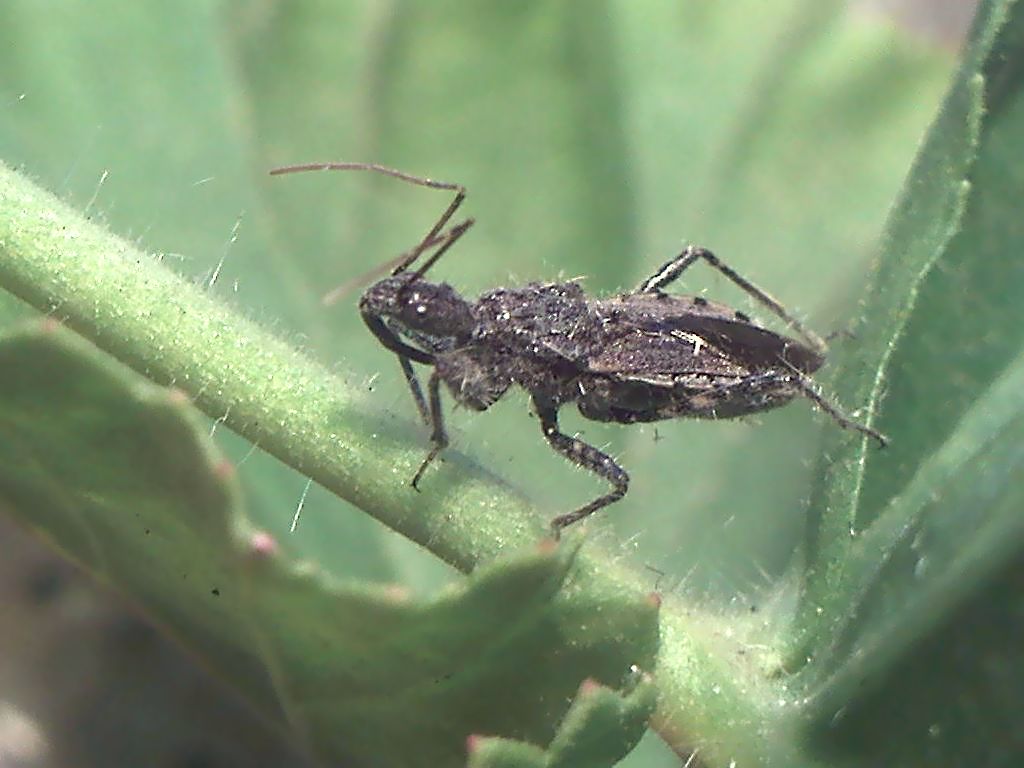 Fotolistado entomológico de Benimamet: Coranus (Coranus) griseus (Rossi ...