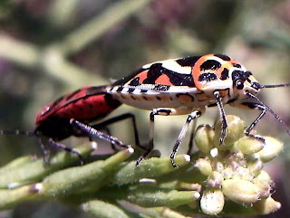 Fotolistado entomológico de Benimamet: Eurydema (Eurydema) ornata ...