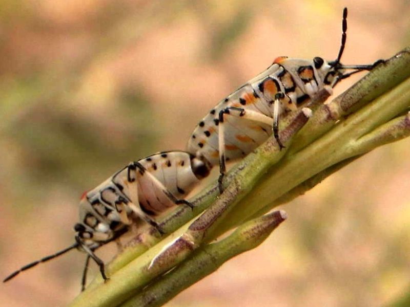 Fotolistado entomológico de Benimamet: Eurydema (Eurydema) ornata ...
