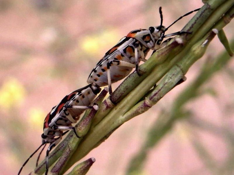 Fotolistado entomológico de Benimamet: Eurydema (Eurydema) ornata ...