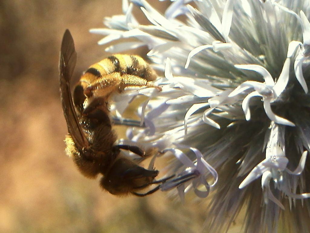 Fotolistado entomológico de Benimamet: Halictus scabiosae (Rossi, 1790)