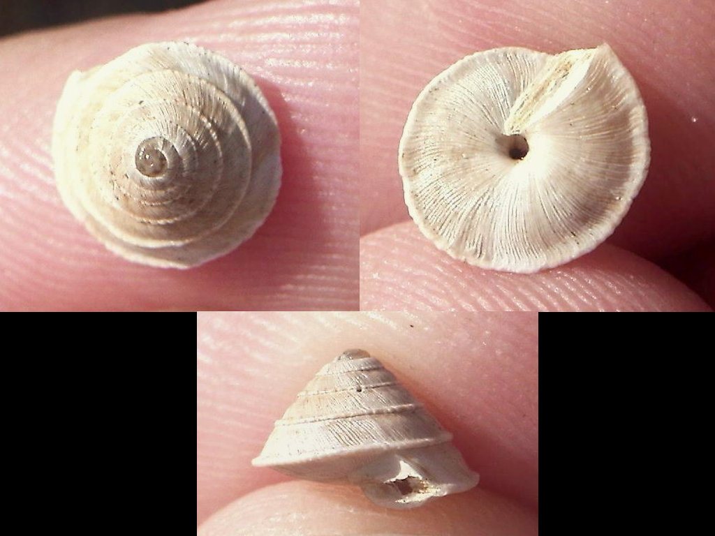 Fotolistado entomológico de Benimamet: Caracoles