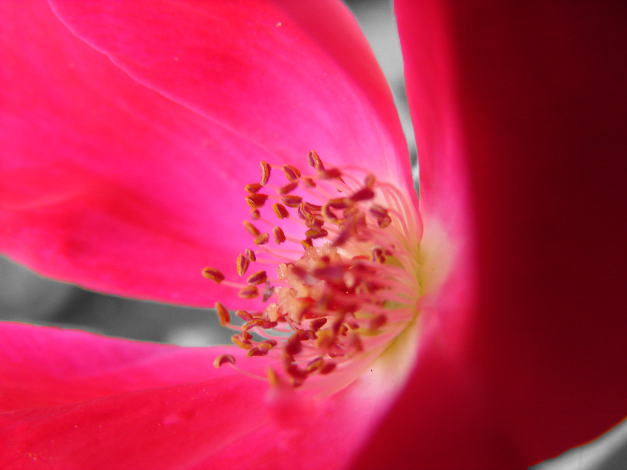 Beginning Photography