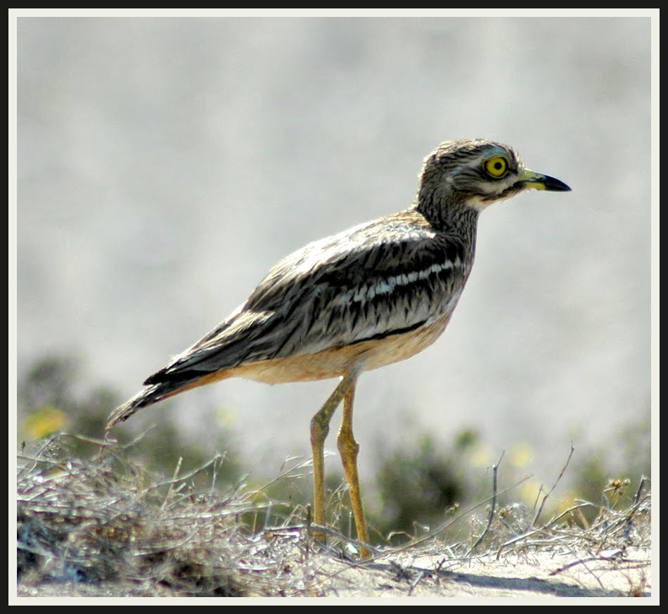 AVIFAUNA CANARIA @ canary bird: ALCARAVAN - Burhinus oedicnemus ...