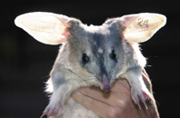 Outback Snack Australia: Bilby bandicoots