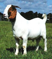 razas de chivos: raza boer....