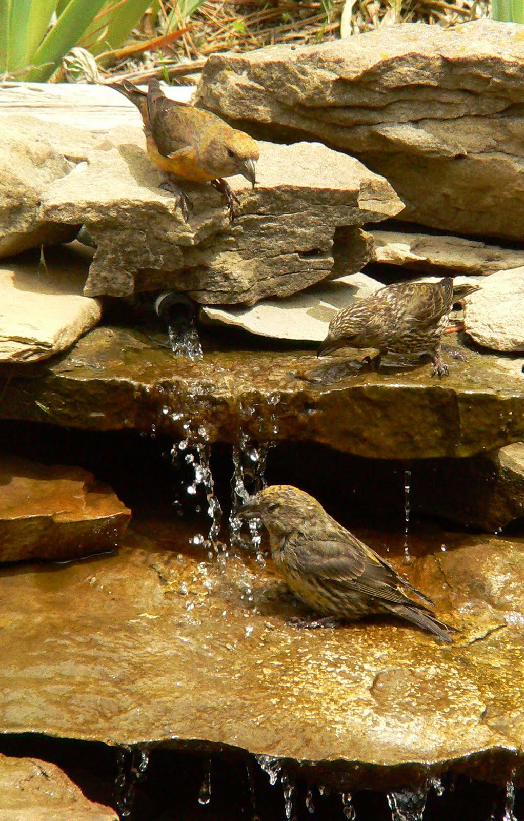 Living and Dyeing Under the Big Sky: Backyard Waterfall