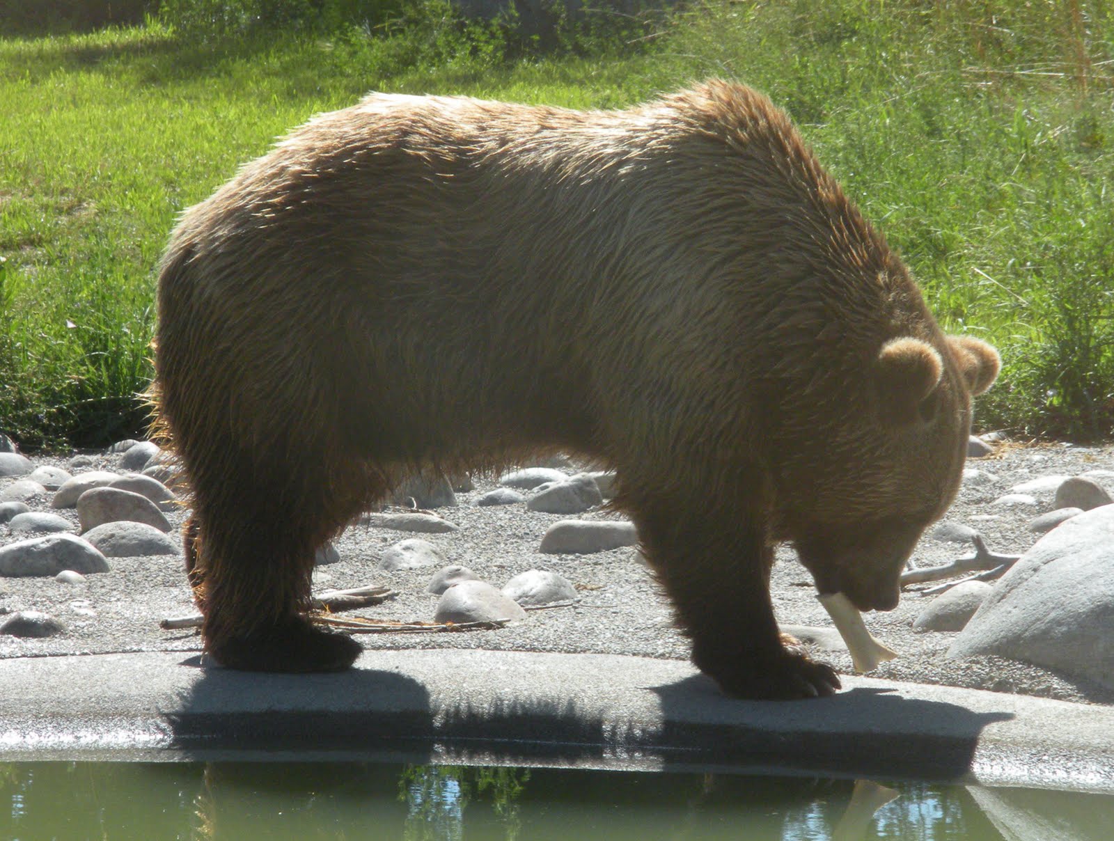 What Animals Are At Zoo Montana at Lucy Doak blog