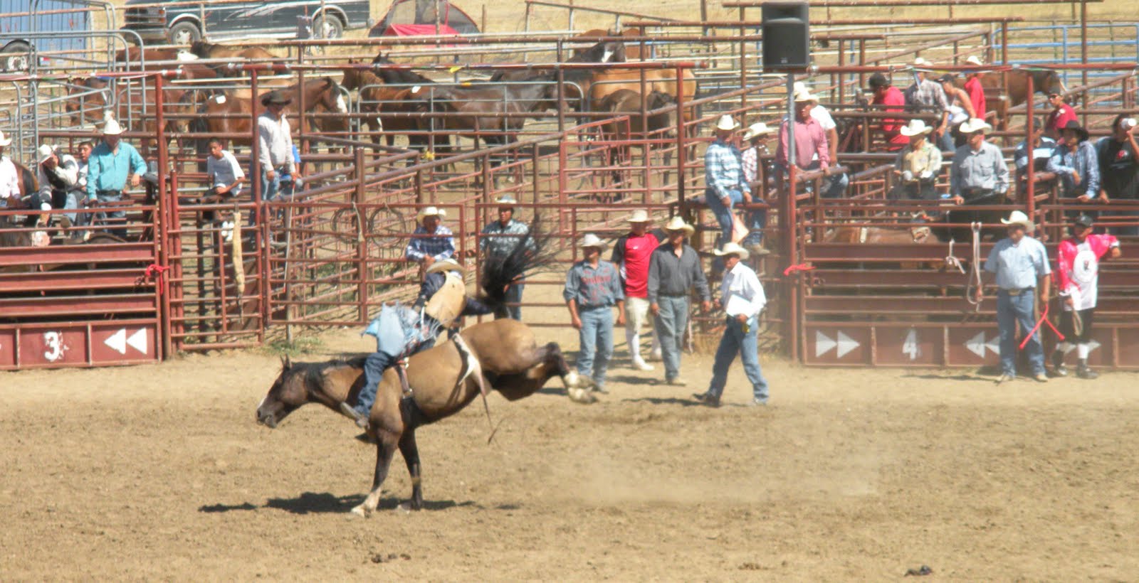 Living and Dyeing Under the Big Sky: Crow Fair Rodeo