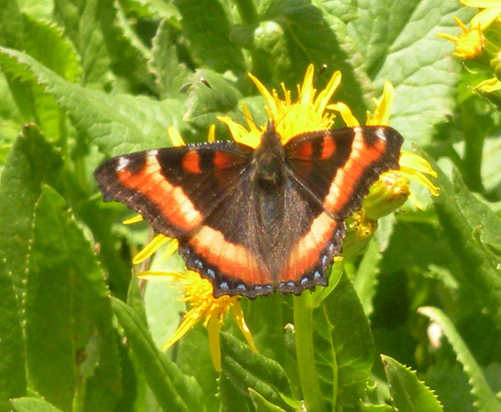 Living and Dyeing Under the Big Sky: Milbert's Tortoise Shell Butterfly