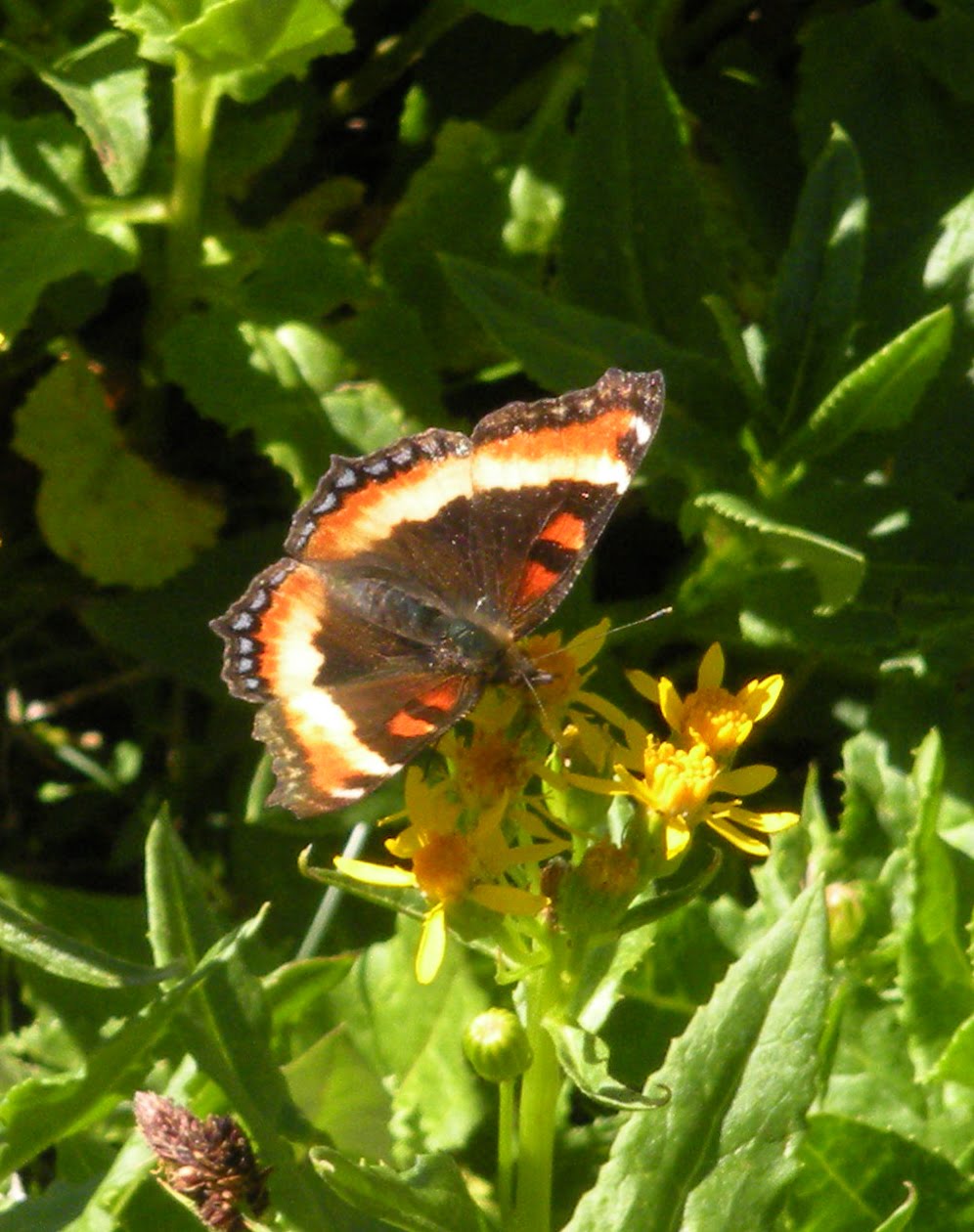 Living and Dyeing Under the Big Sky: Milbert's Tortoise Shell Butterfly