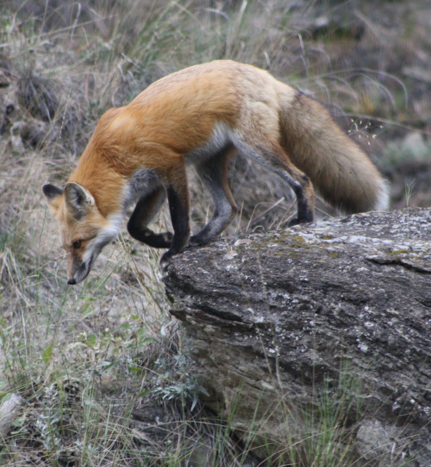 Living and Dyeing Under the Big Sky: Red Fox Pair