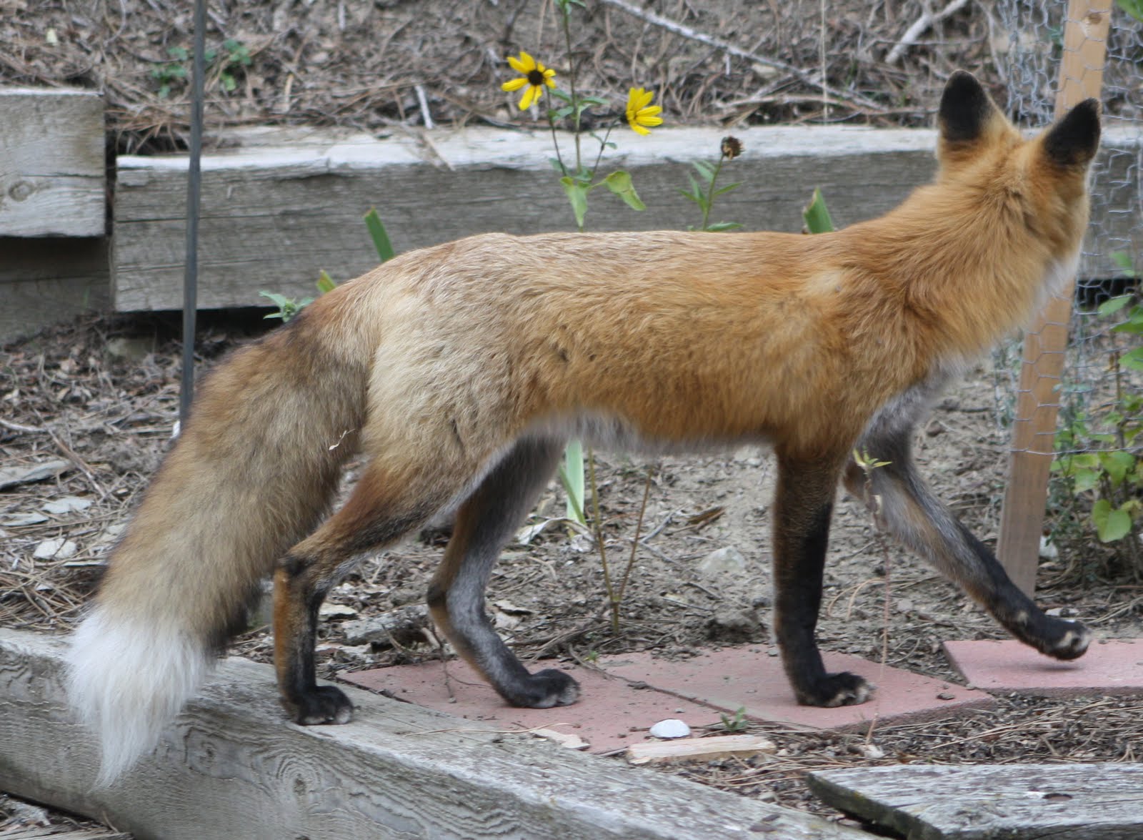 Living and Dyeing Under the Big Sky: Red Fox