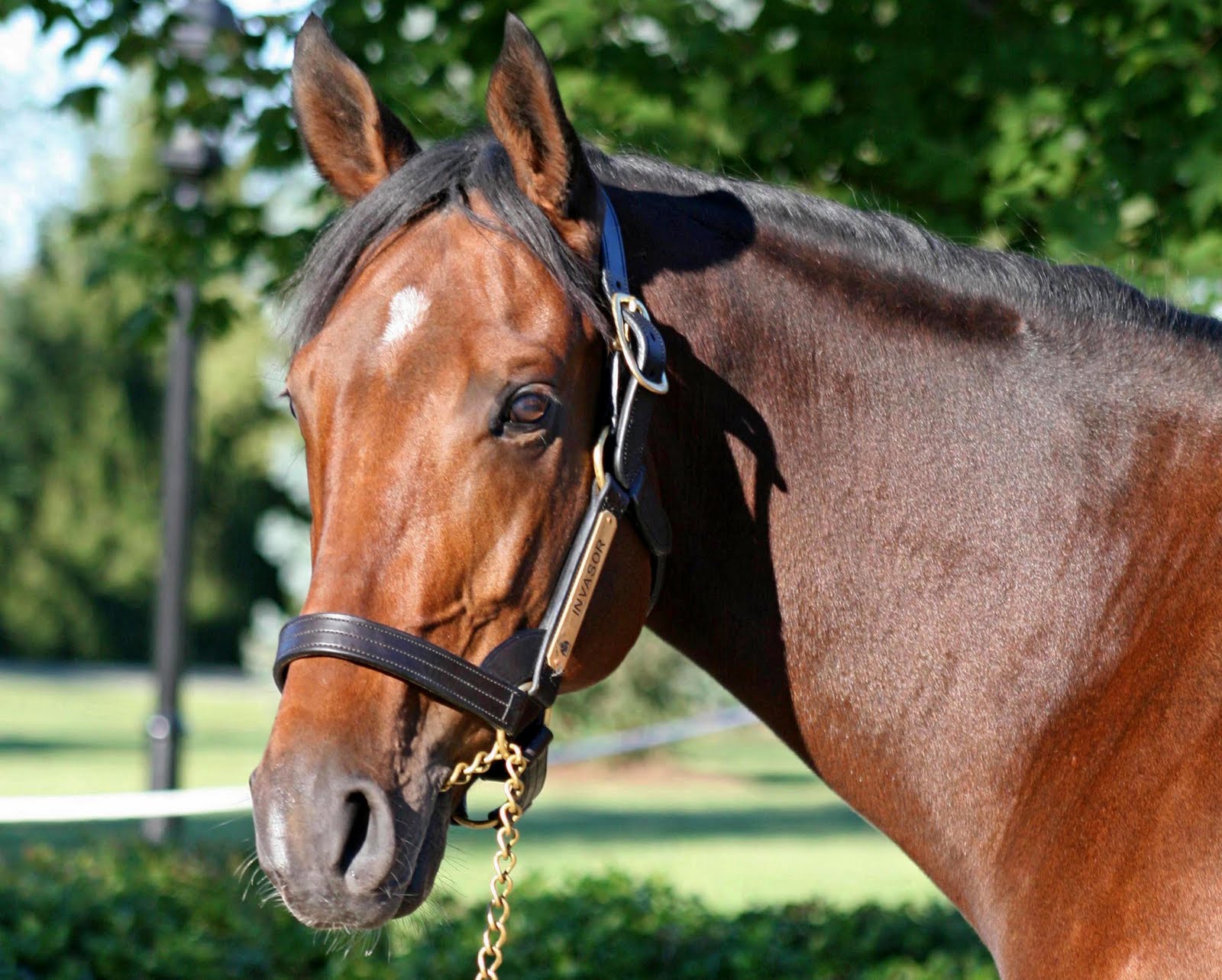 Invasor (horse) - Alchetron, The Free Social Encyclopedia