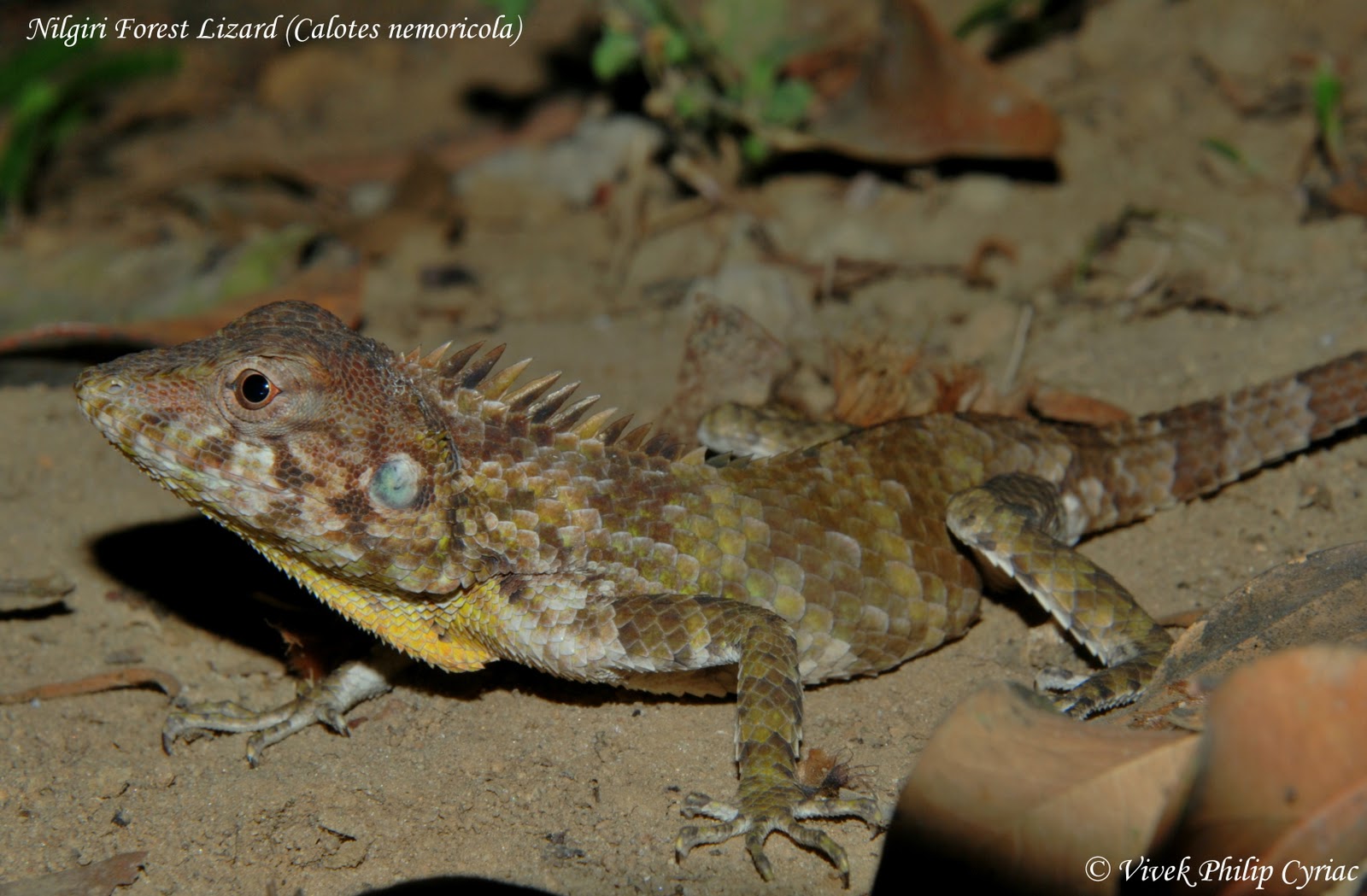 Herpetofauna of the Western Ghats: A Note on South Indian Agamid Lizards