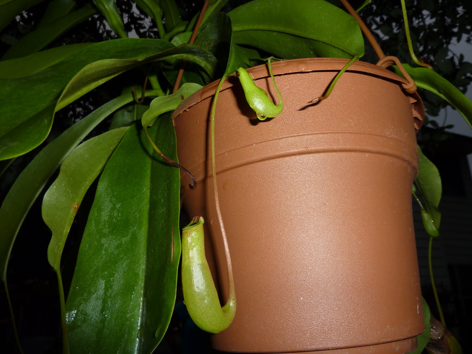 A Few of My Favorite Things: Pitcher Plants and a ZigZag Cactus!