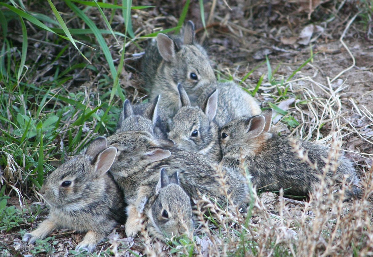 Notes From The American Outback: That time of year
