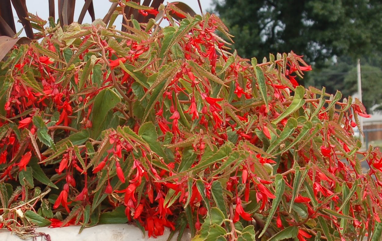 bwisegardening: Day 64 - Here's a Bonfire To Warm You