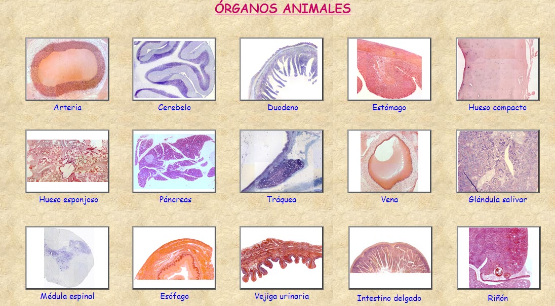 048 Histología - conocimientos.com.ve: ORGANOS ANIMALES Y ORGANOS VEGETALES