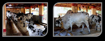 planetacebuguiaderazas