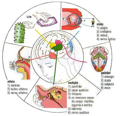 Nervi-Onervoestressadinho: Exteroceptores, Proprioceptores e ...