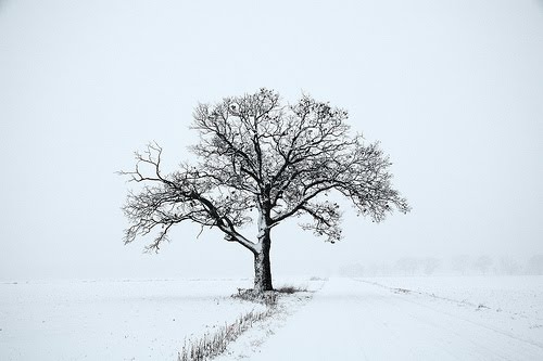 Moored at Sea: A Tree in a Snowy Field