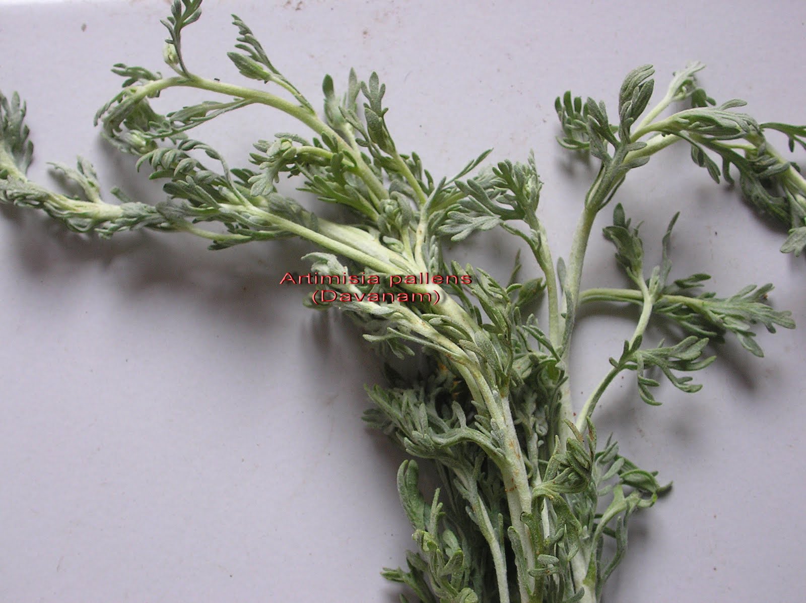 Plants used for Ganapathi puja; Medicinal plants and Poisonous plants ...