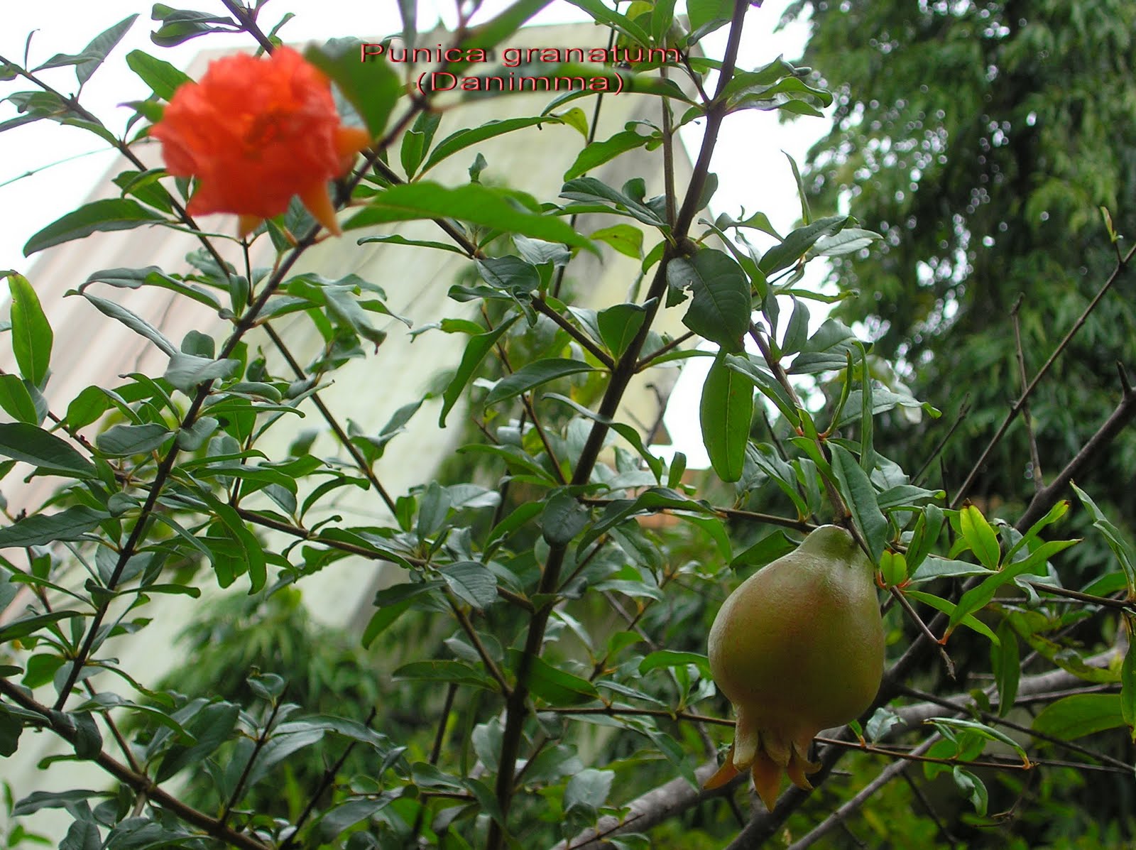Plants used for Ganapathi puja; Medicinal plants and Poisonous plants ...