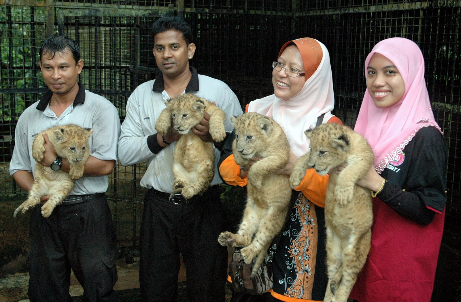 Pabila Penaku Menari: Empat anak singa Afrika lahir di Zoo Taiping