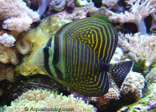 Aquarium Fish Magazine: About Botana Fish