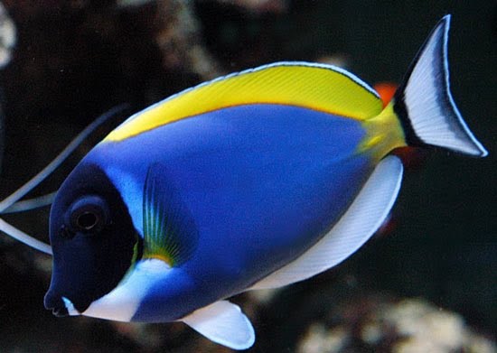 Aquarium Fish Magazine: About Botana Fish