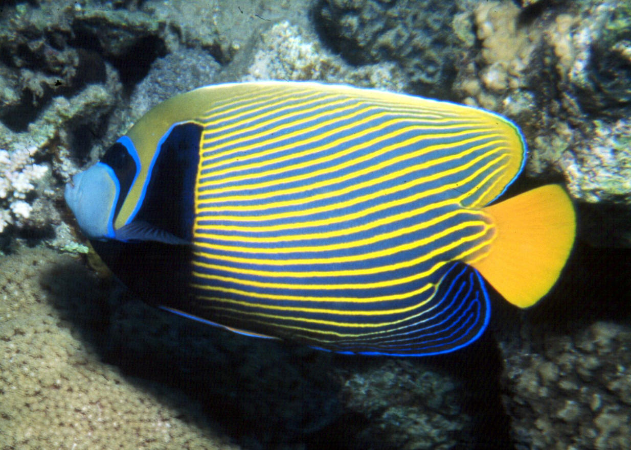 Aquarium Fish Magazine: large angel fish