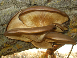 HONGOS COMESTIBLES: “Pleurotus ostreatus. Importancia y tecnología de ...