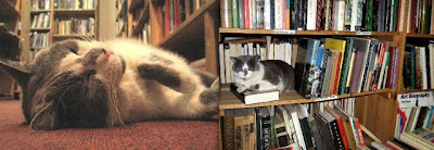 BOOKTRYST: Library Cats 45, Bookstore Cats 0