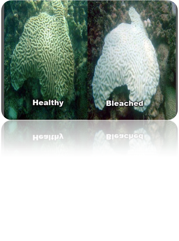 Biology - Block D: Coral Reef Depletion