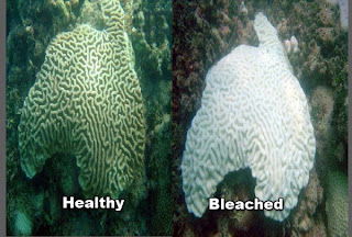 Biology - Block D: Coral Reef Depletion