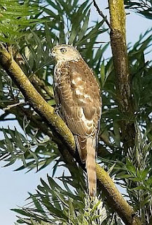 The Shikra - ARUNACHALA BIRDS