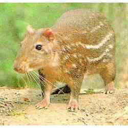 ANIMALES DEL LLANO: MAMIFEROS