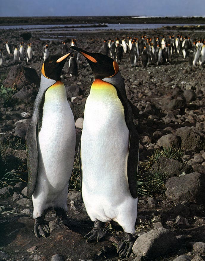 Save Earth From Destroy: Penguin Raja Diambang Kepunahan