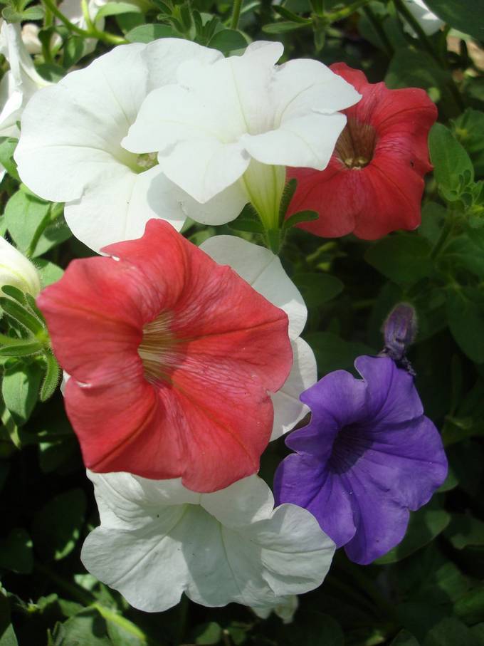 natural: Flowers With Soul – Colorful Nature