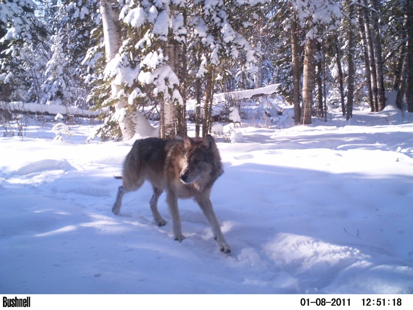 Bow Narrows Camp Blog on Red Lake Ontario: Timber wolves begin ...