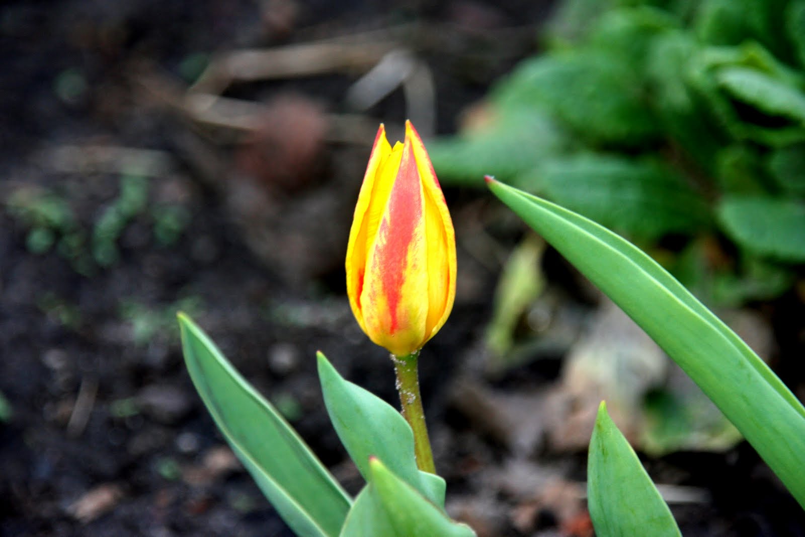 A Niagara Region Garden: the First Tulip Bloom of the Year