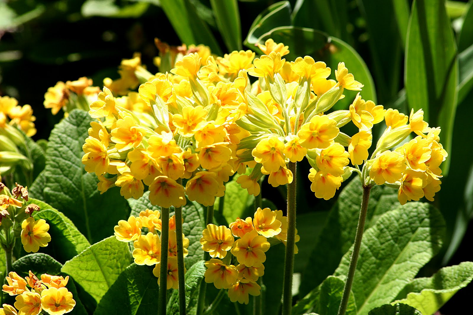 A Niagara Region Garden: Random flower pics from the garden to-day